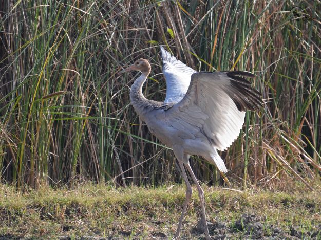 areas with the help of locals and educate them about sarus conservation ...